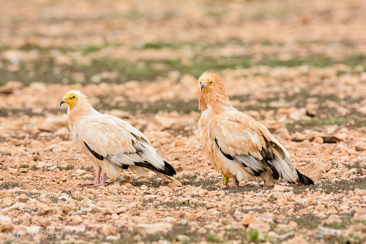 Miguel Angel Peña. Fotos de Naturaleza: El guirre