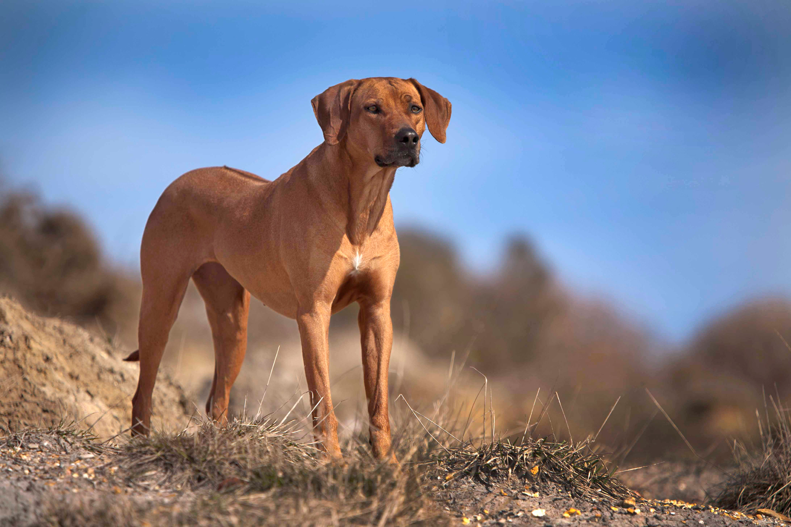 dog side stories: Rhodesian Ridgeback (Ροδεσιανό Ρίτζμπακ)