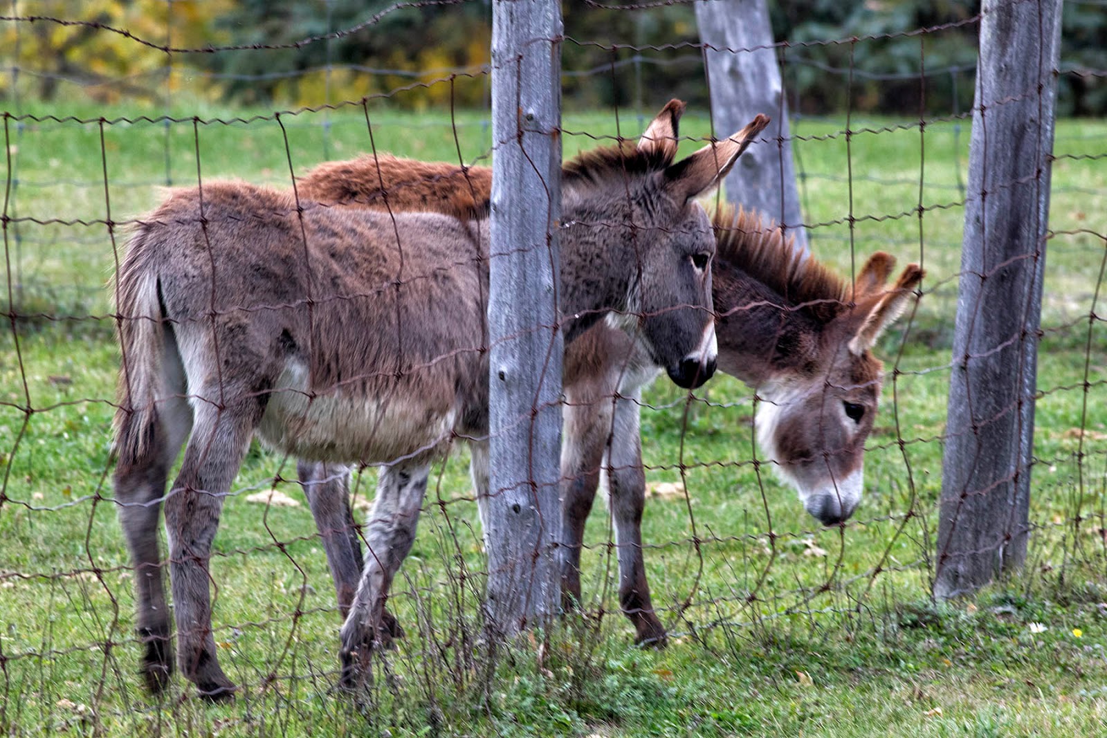 Ann Brokelman Photography: Donkeys on the back roads of Port Perry