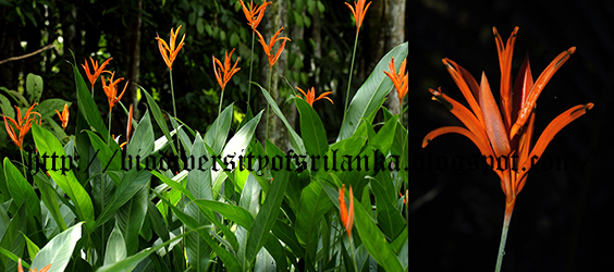 Biodiversity of Sri Lanka: Parakeet-flower/Parakeet heliconia ...