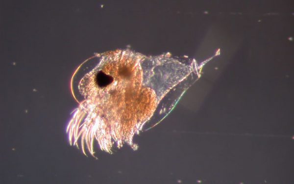 Jenis Kutu Air Daphnia Dan Moina Cara Budidayanya | AZOLLA MAGELANG