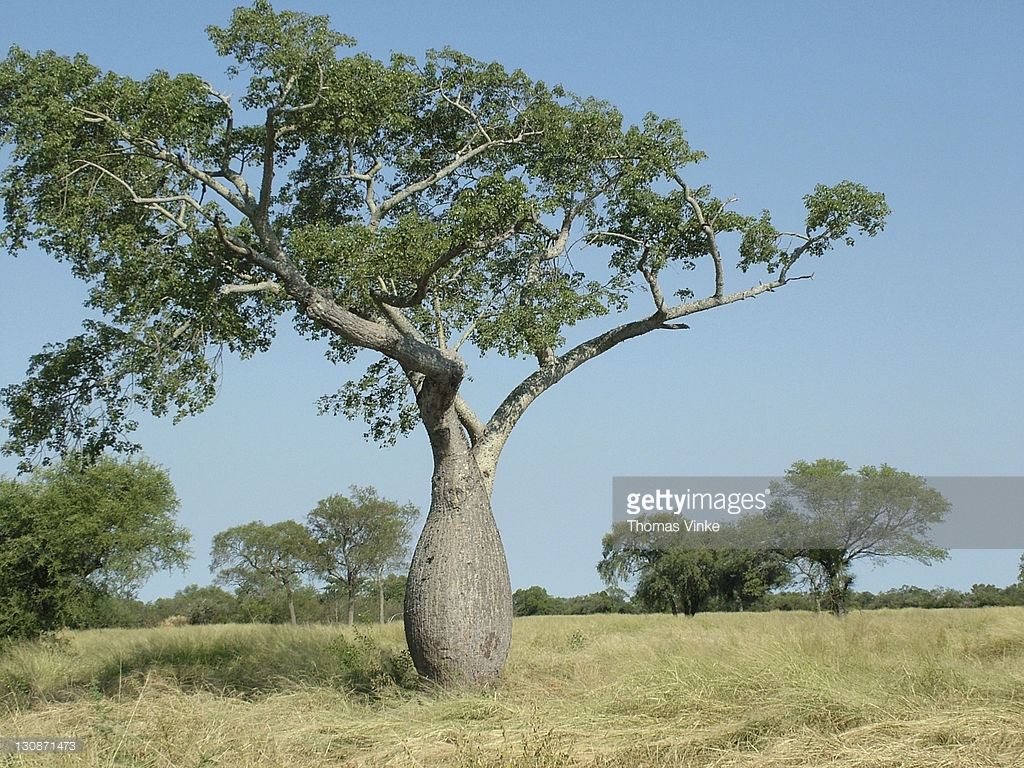 GEOGRAFÍA PARA TODOS: El Gran Chaco