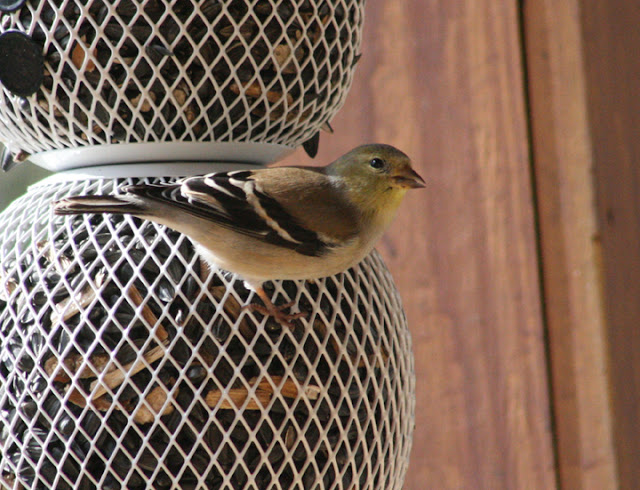 Discover Birds: Tennessee Birds