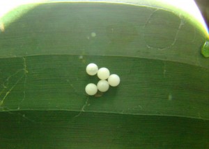 Metamorfosis de la mariposa