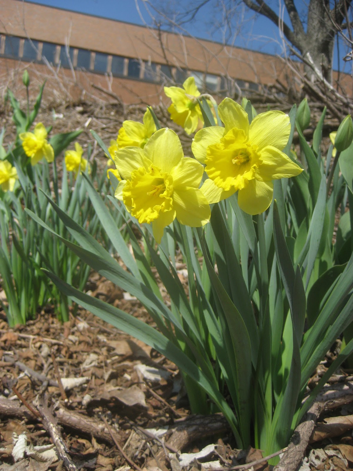 Chuck Does Art: Identifying bulbs growing in early spring by shoots