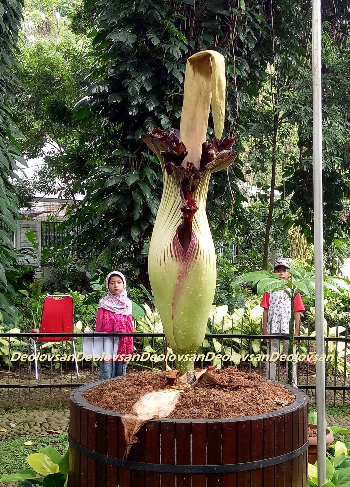 Bunga bangkai (Amorphophallus titanum) - Kehidupan terus berjalan