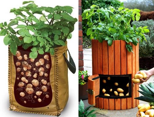 Plány na další pěstování zeleniny v naší zahradě | Vysněná zahrada