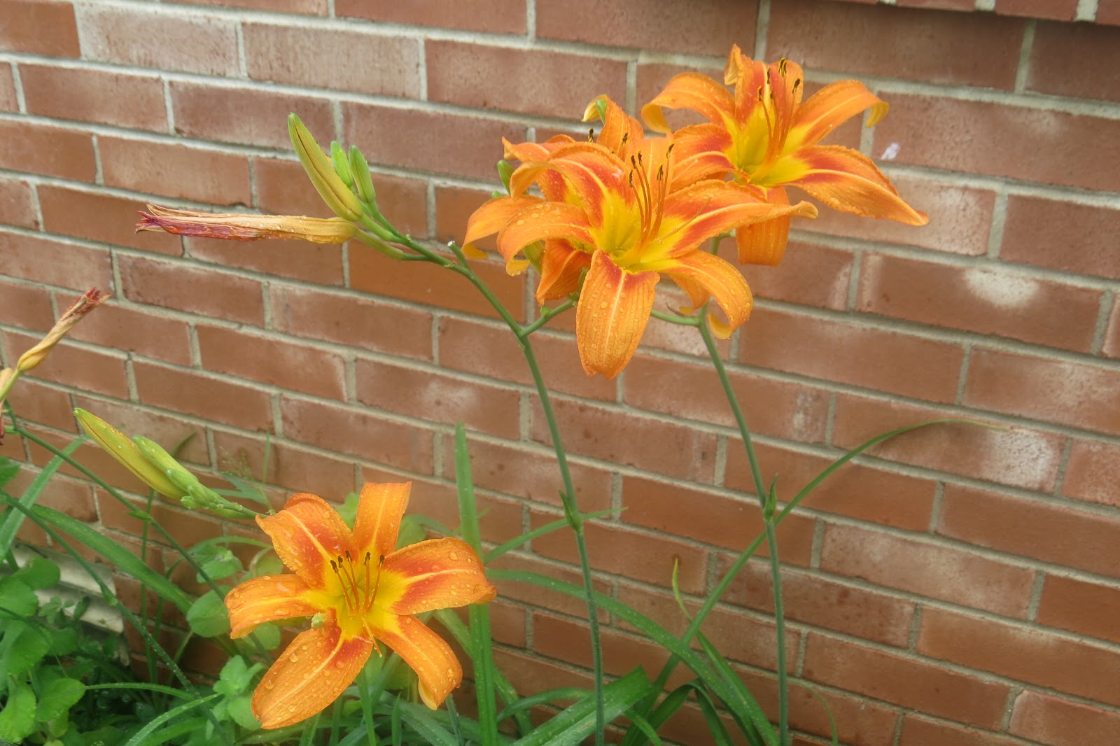 Galla Creek Ephemeris: Ditch Lilies and Cone Flowers