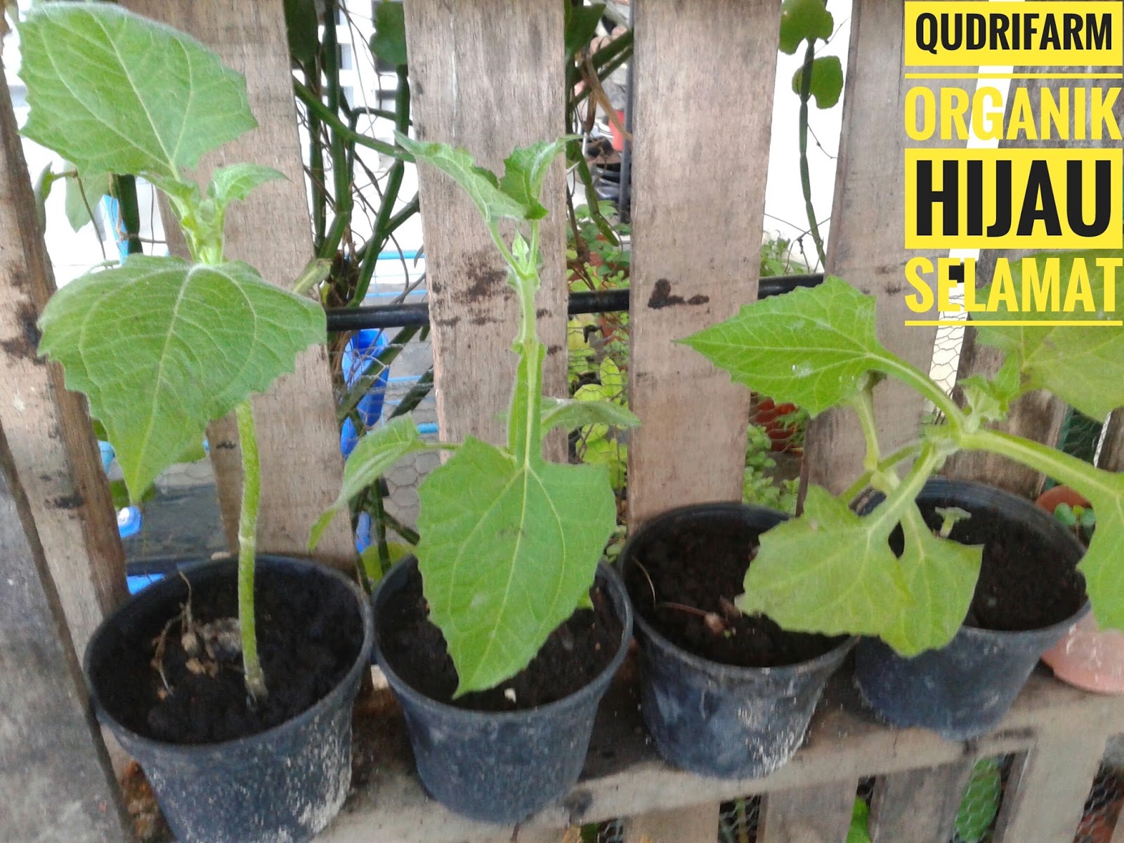 QudRiFaRm: Tanaman ubi yacon/yakon/ubi ajaib @qudrifarm...