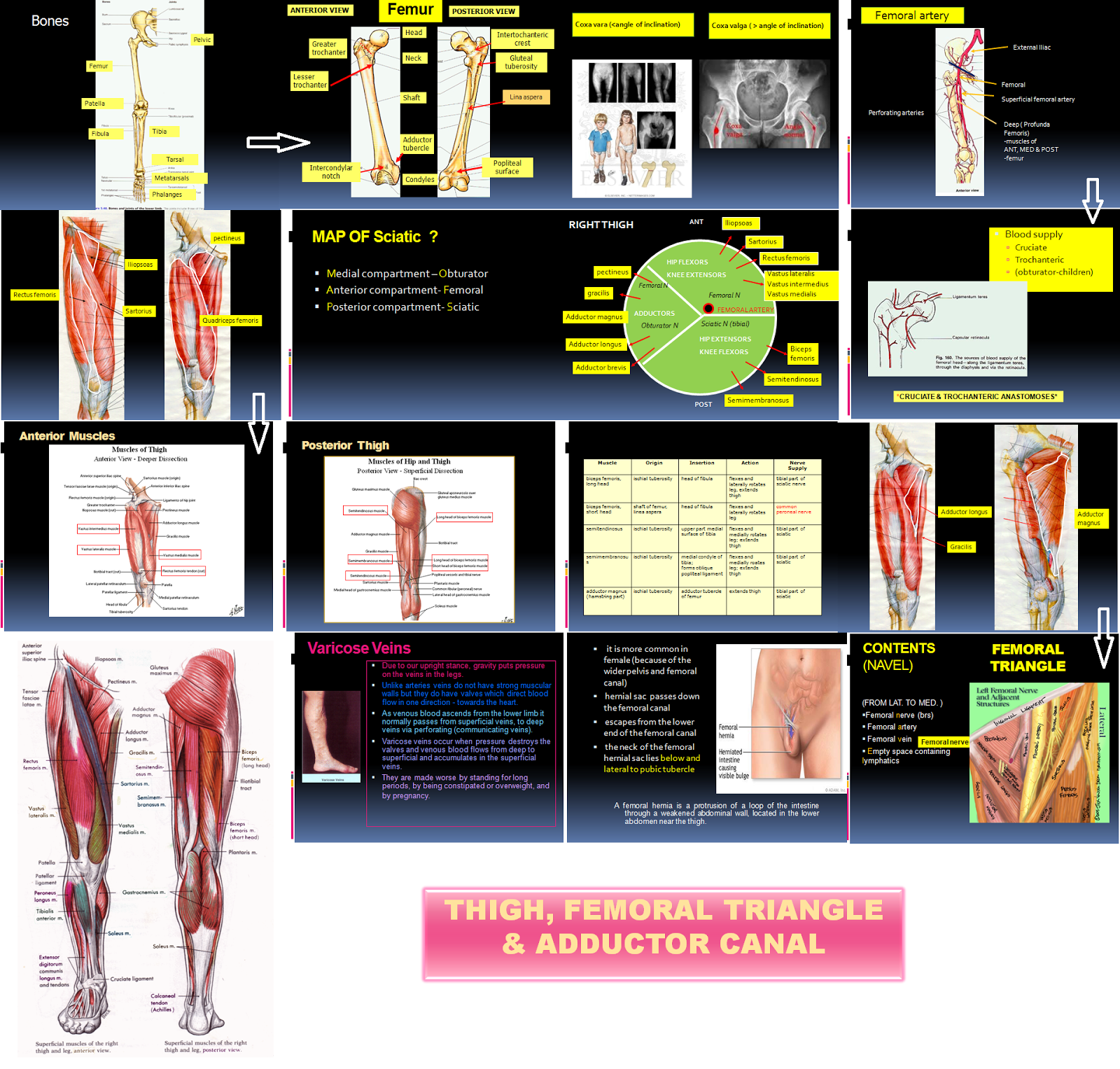 Medical Concept maps : Musculoskeletal system