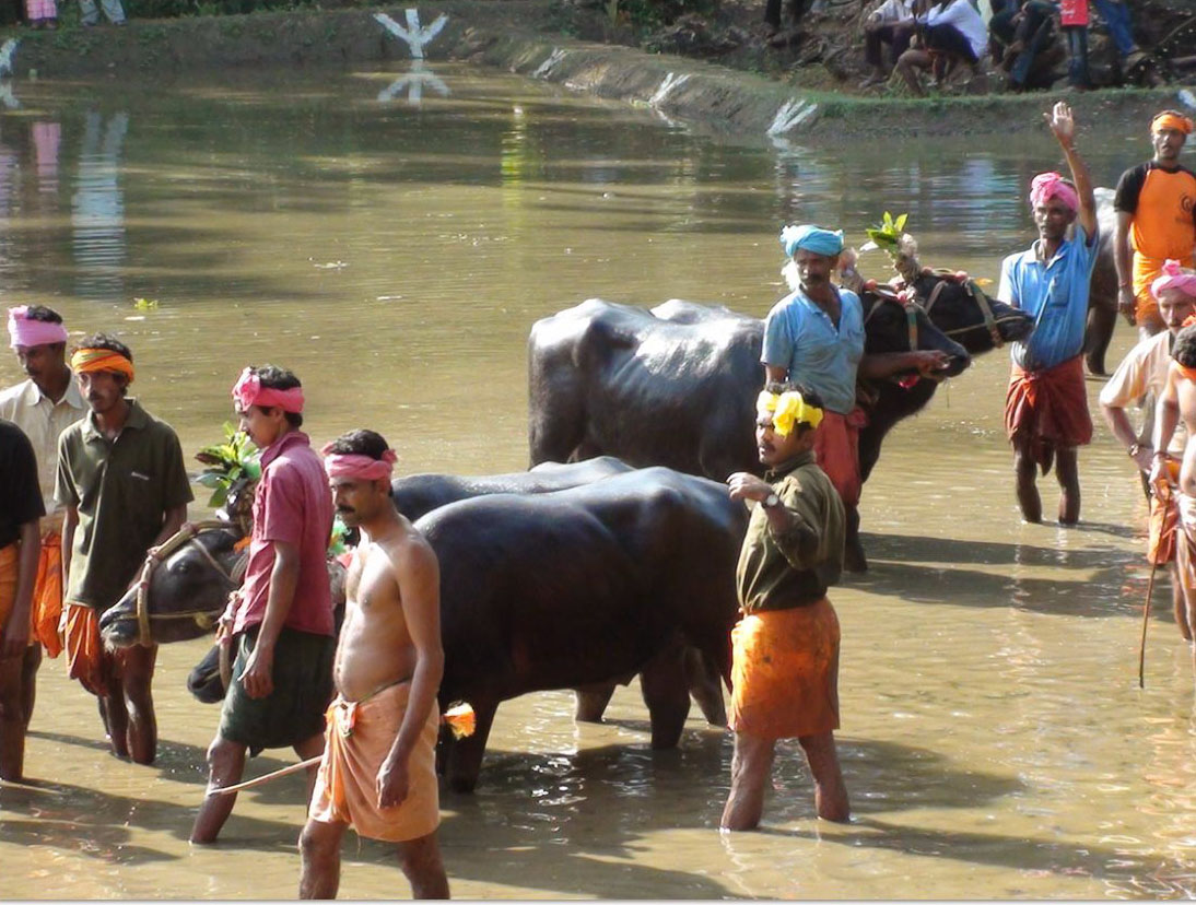 TuLu Research & Studies: 276. Kambala: Kambula