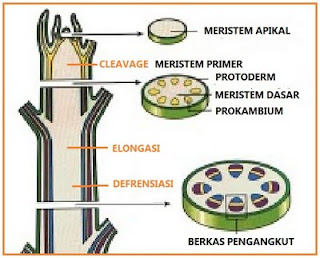 Struktur & Fungsi Jaringan Pada Tumbuhan Dan Hewan - ADM KURMER