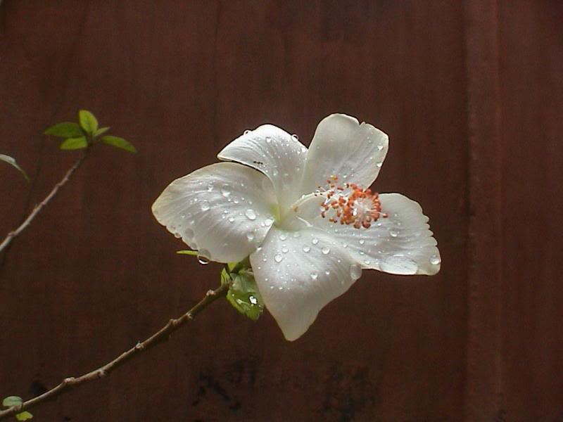 Shoe Flower (Jasood)(Hibiscus Flower)