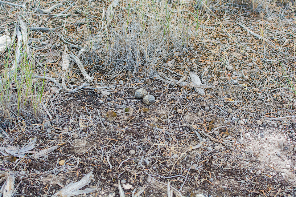 NeoVista Birds and Wildlife: A New Generation of Common Nighthawks