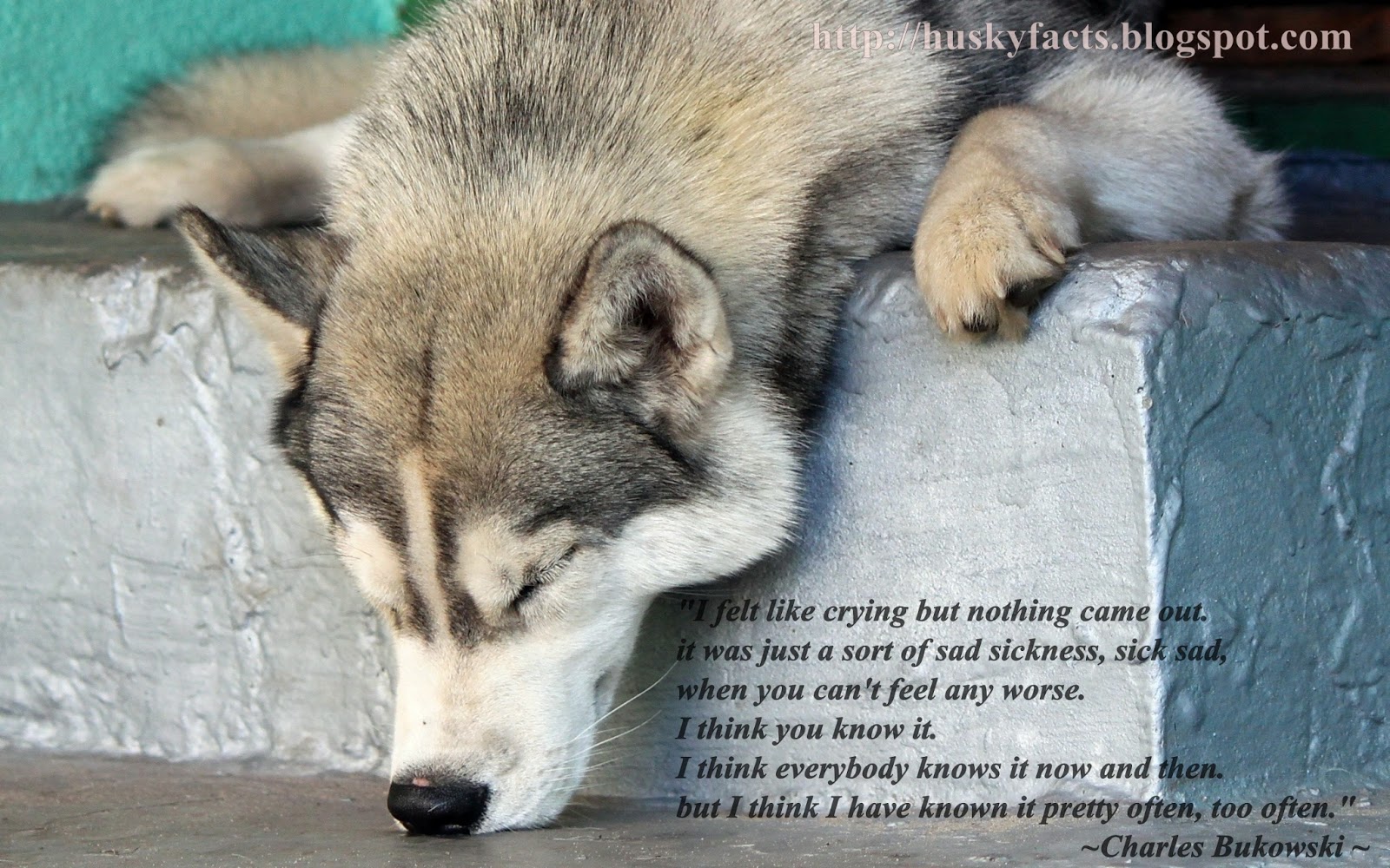 Husky Facts