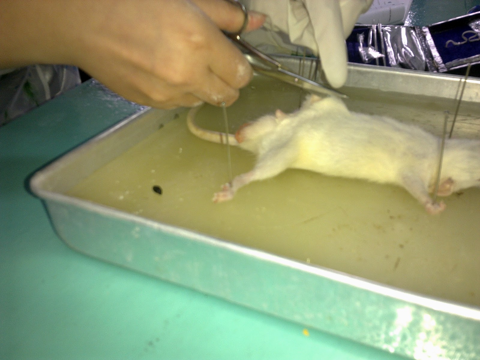 BIOLOGY FORM 6: U6scZeta 2012 - Rat Dissection