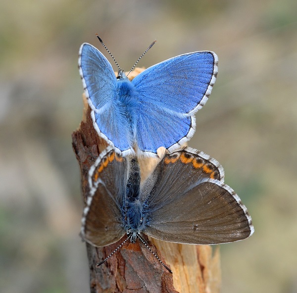 Turismo Abaurrea: La Mariposa Lysandra Bellargus (Polyommatus Bellargus ...