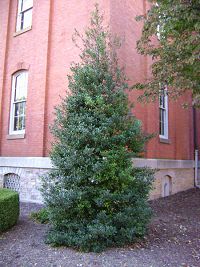 P R Landscaping, Inc.: Landscape Plants A-K (click on image for larger ...