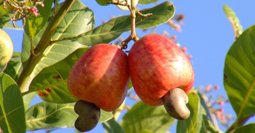 FRUTAS BRASIL: Botânica do cajueiro