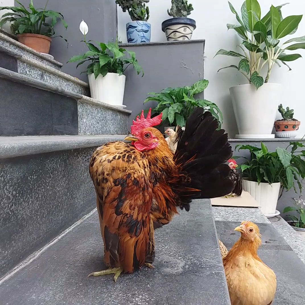 Lịch sử, nguồn gốc gà Serama