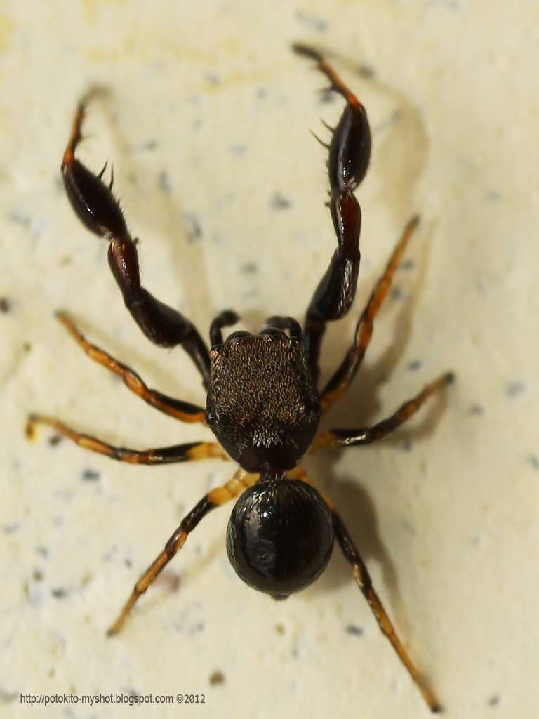My Shot Gallery of Bengkulu: Hairy-armed Jumper Spider (Harmochirus ...