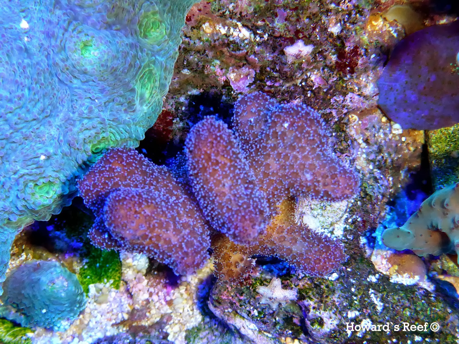 Howard`s Reef: I really admire Stylophora Corals!