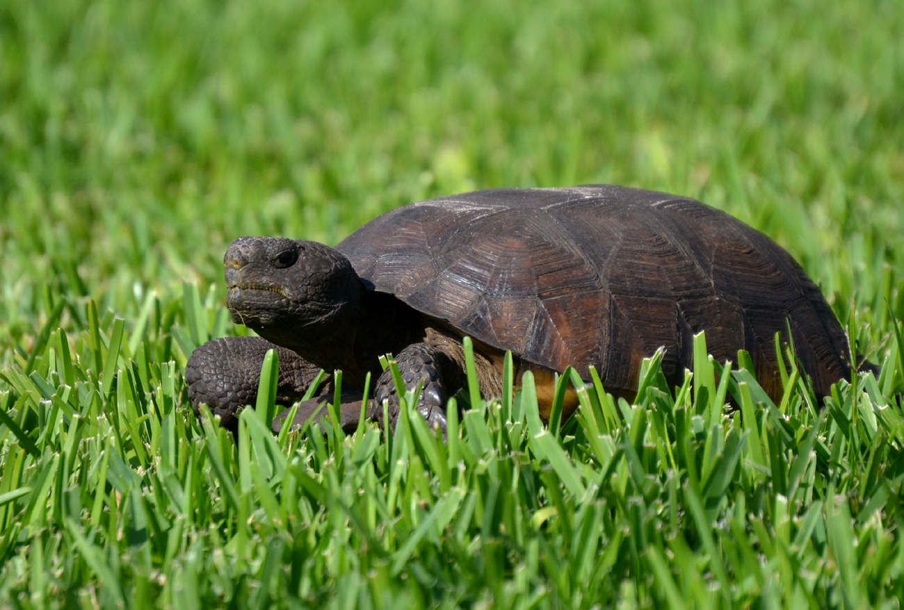 Woods Walks and Wildlife: Florida Adventure, Part 2: Reptiles and ...