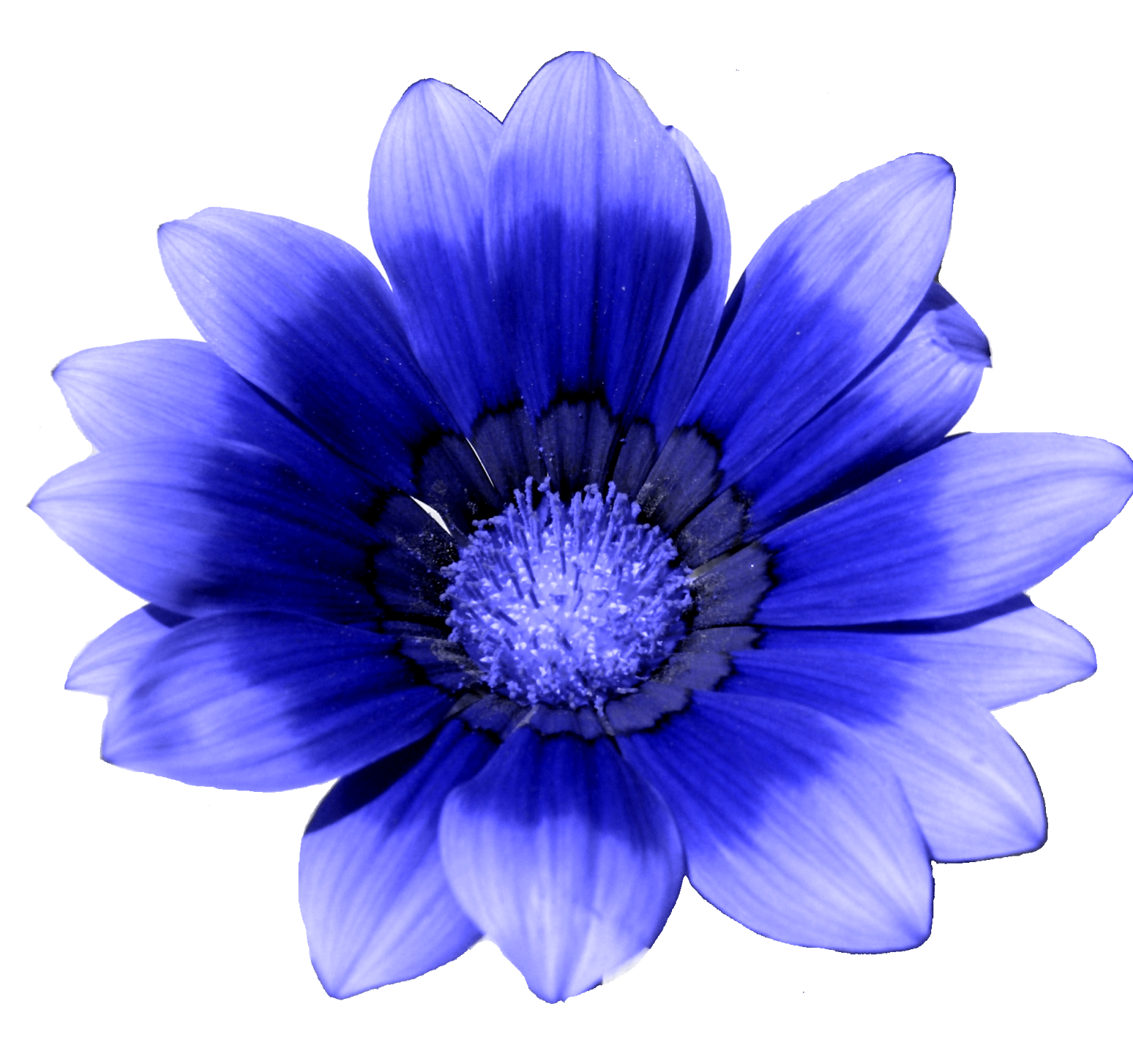 Les Cliparts de Clo: Fleur bleue