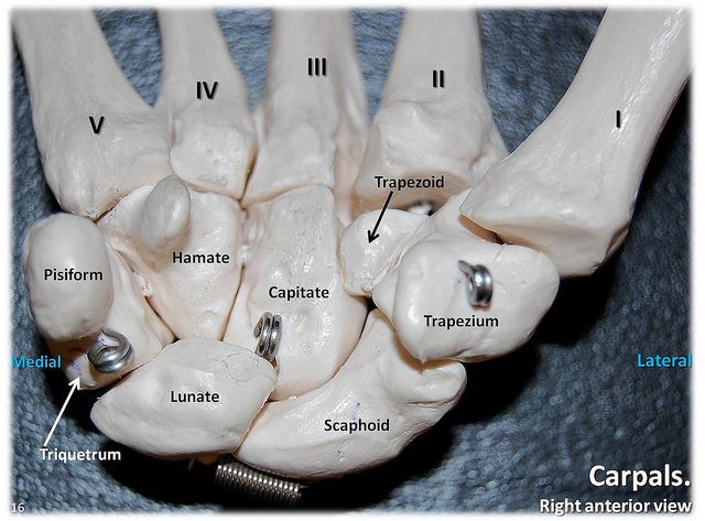 Kreated by Krause: How Do You Memorize the Carpal Bones?
