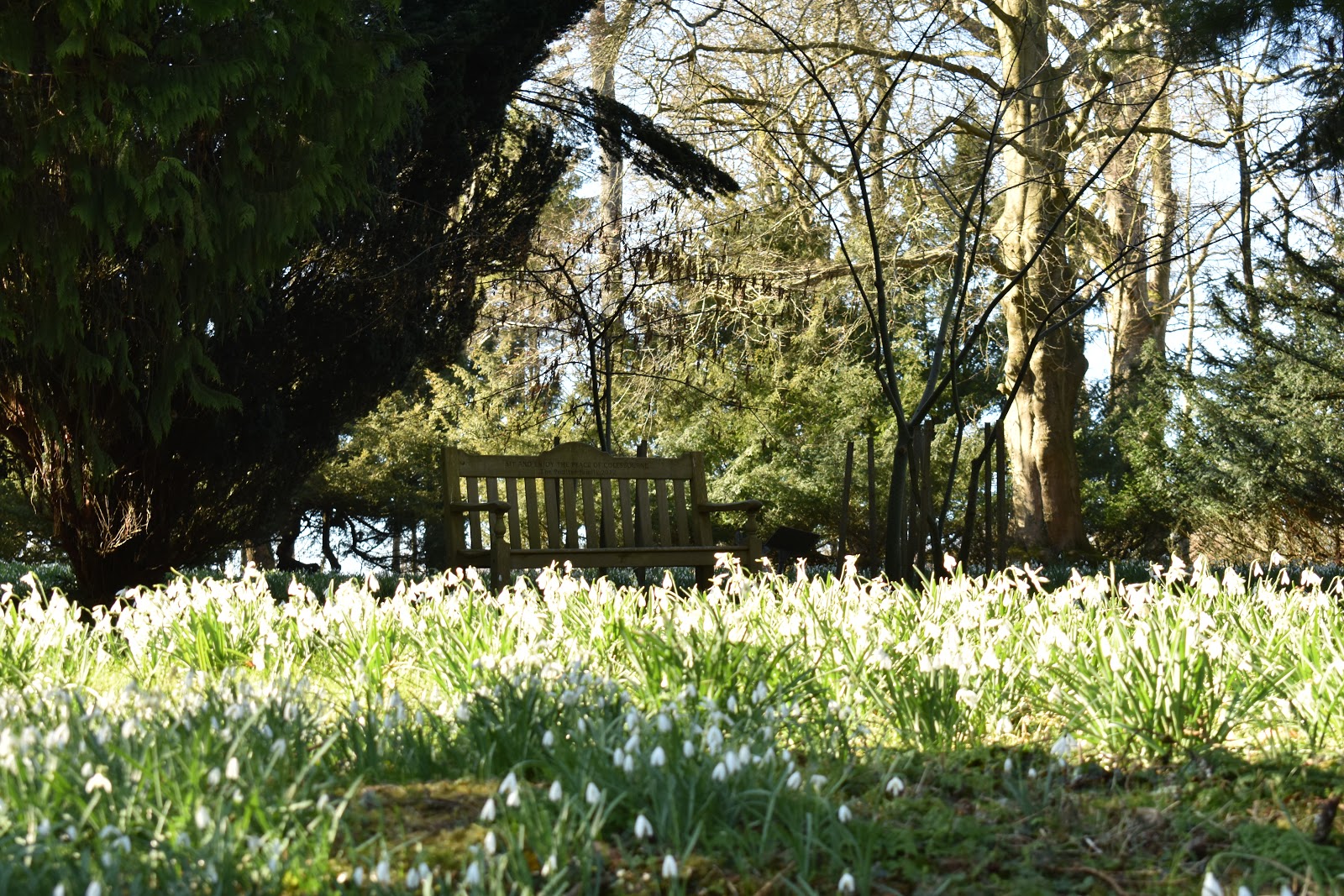 An afternoon at Colesbourne Park
