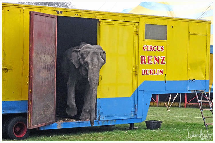 LH VANDAAG: Circus Renz Berlin in Stadskanaal