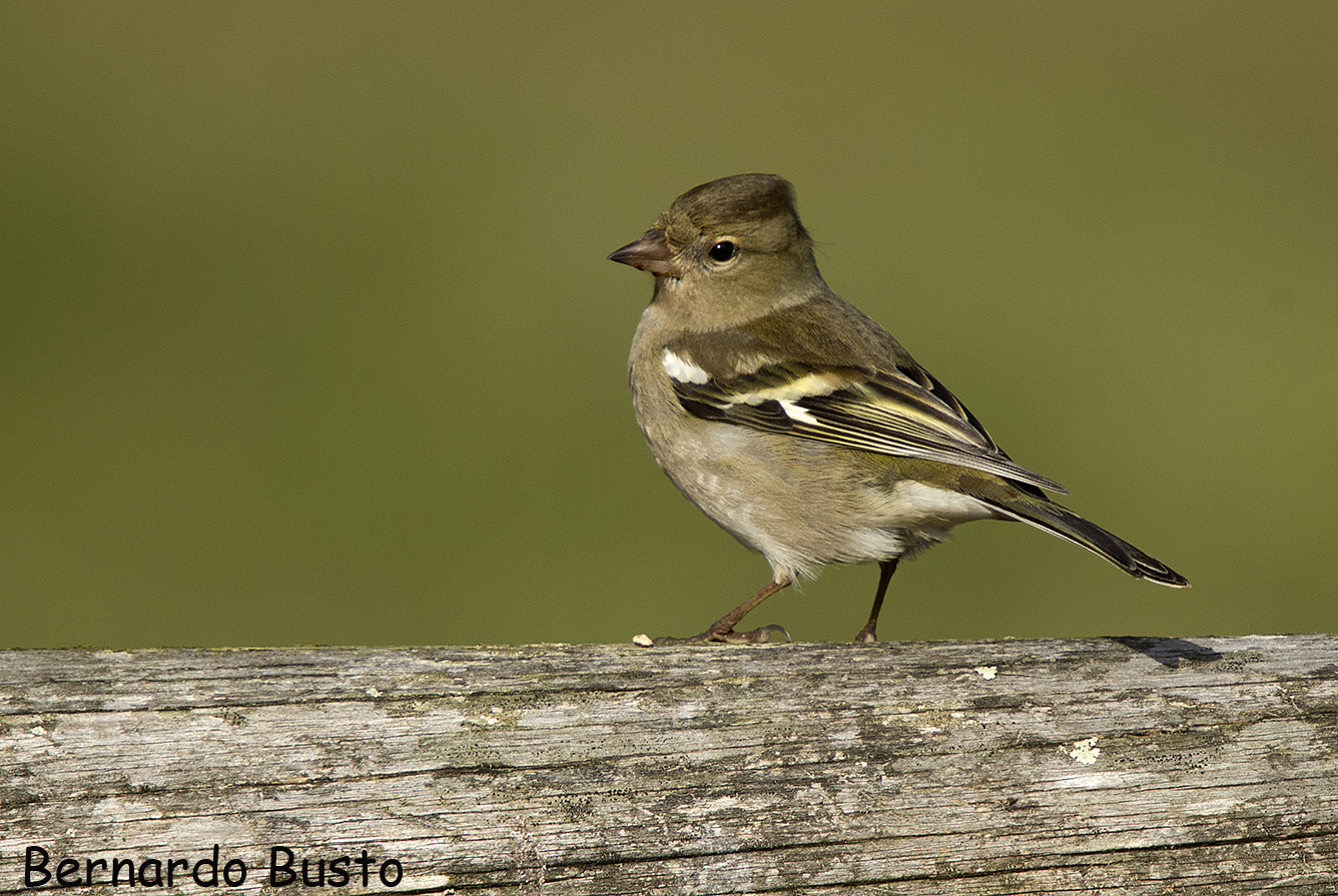 RÍA DE LA VILLA: Pinzones