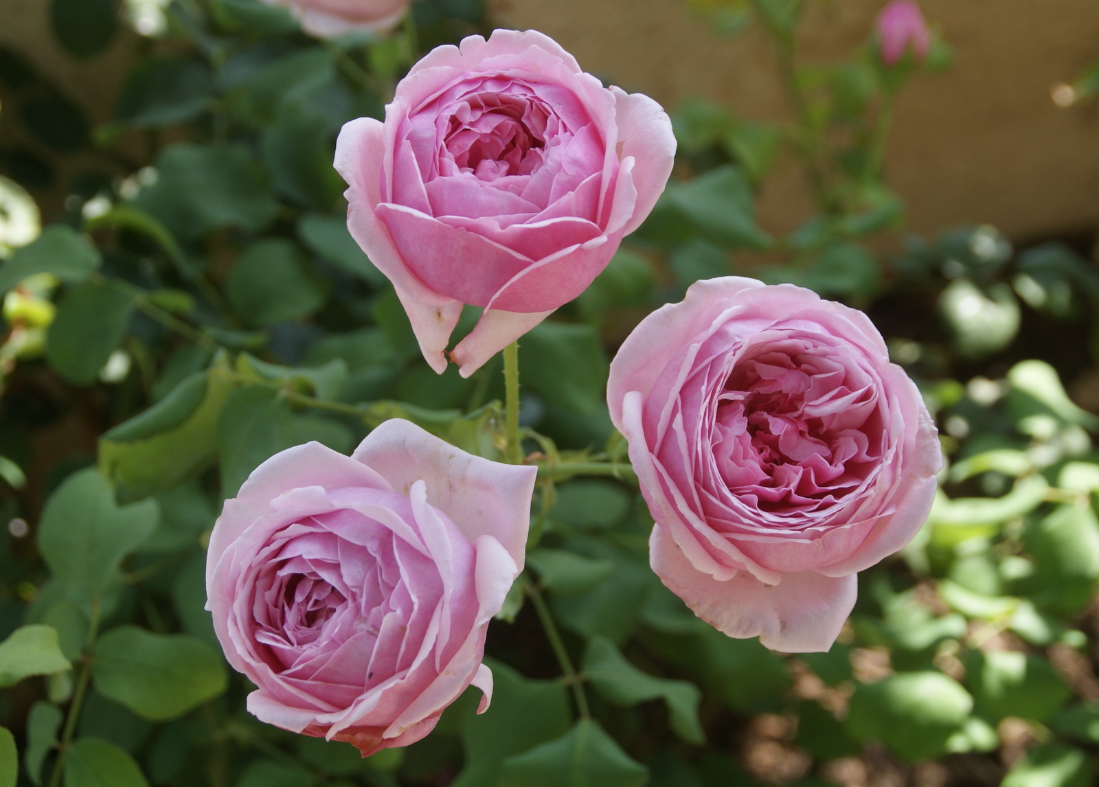 Organic Garden Dreams: September Roses