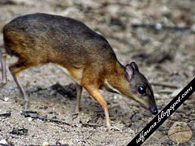 Kancil, Fauna Khas Pulau Jawa | ID Fauna