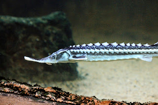 Real Monstrosities: Sturgeon