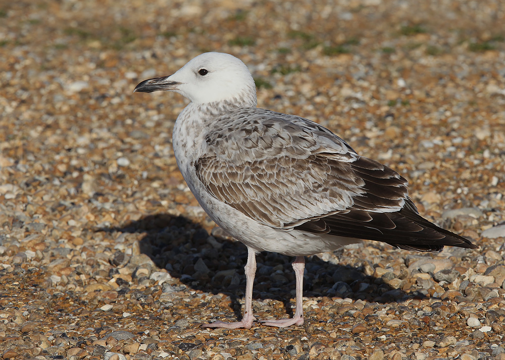 Richard Smith - Birdwatching Days Out: CASPIAN GULL, 1st winter ...