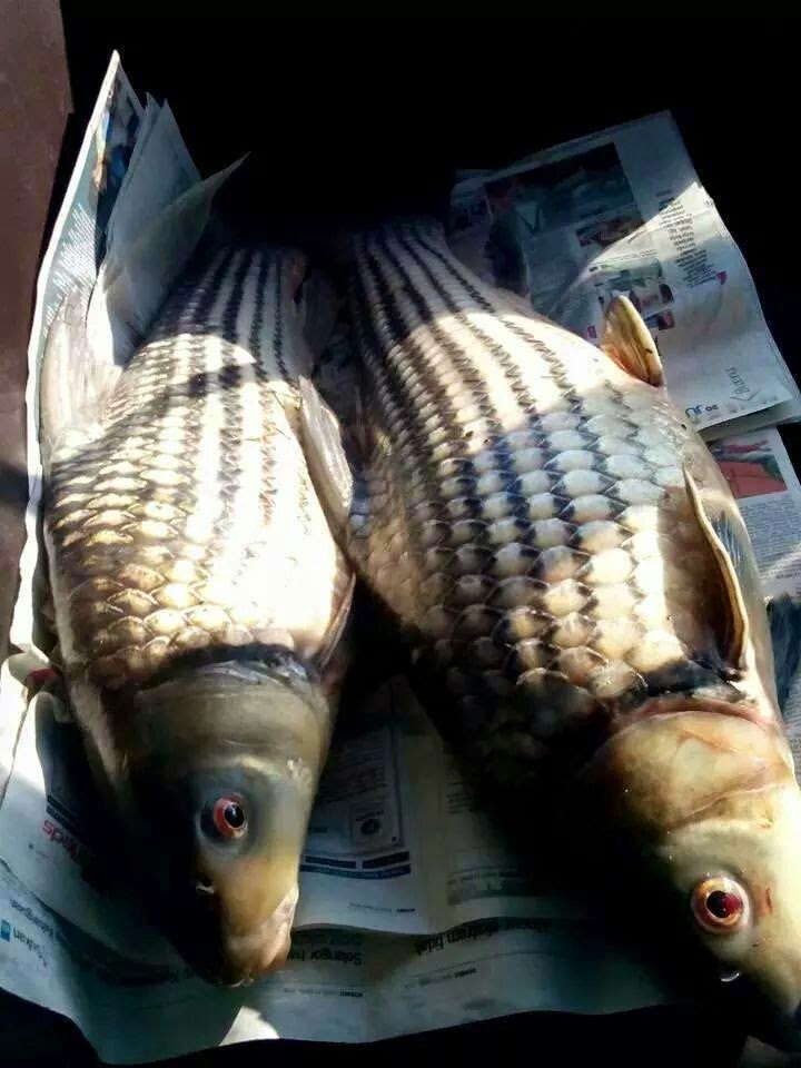 MANCING MANIA: Temoleh Sungai Perak