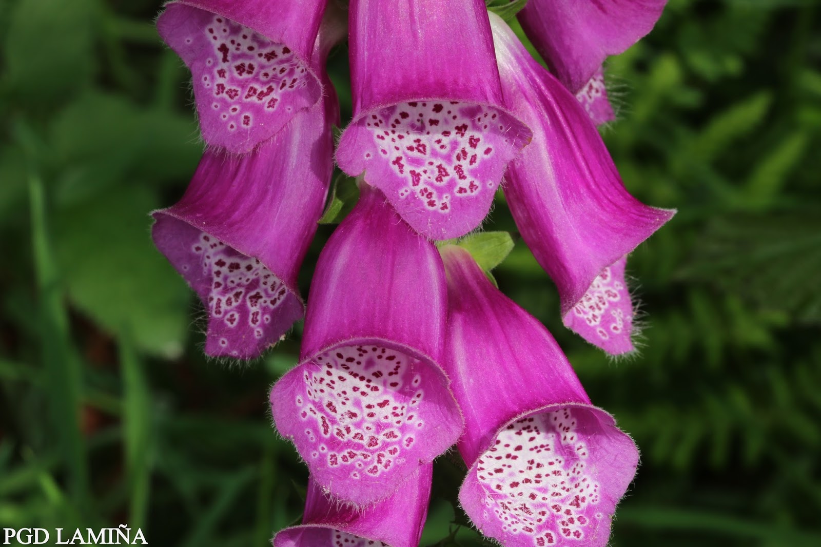 DIGITALIS PURPUREA. dedalera o digital