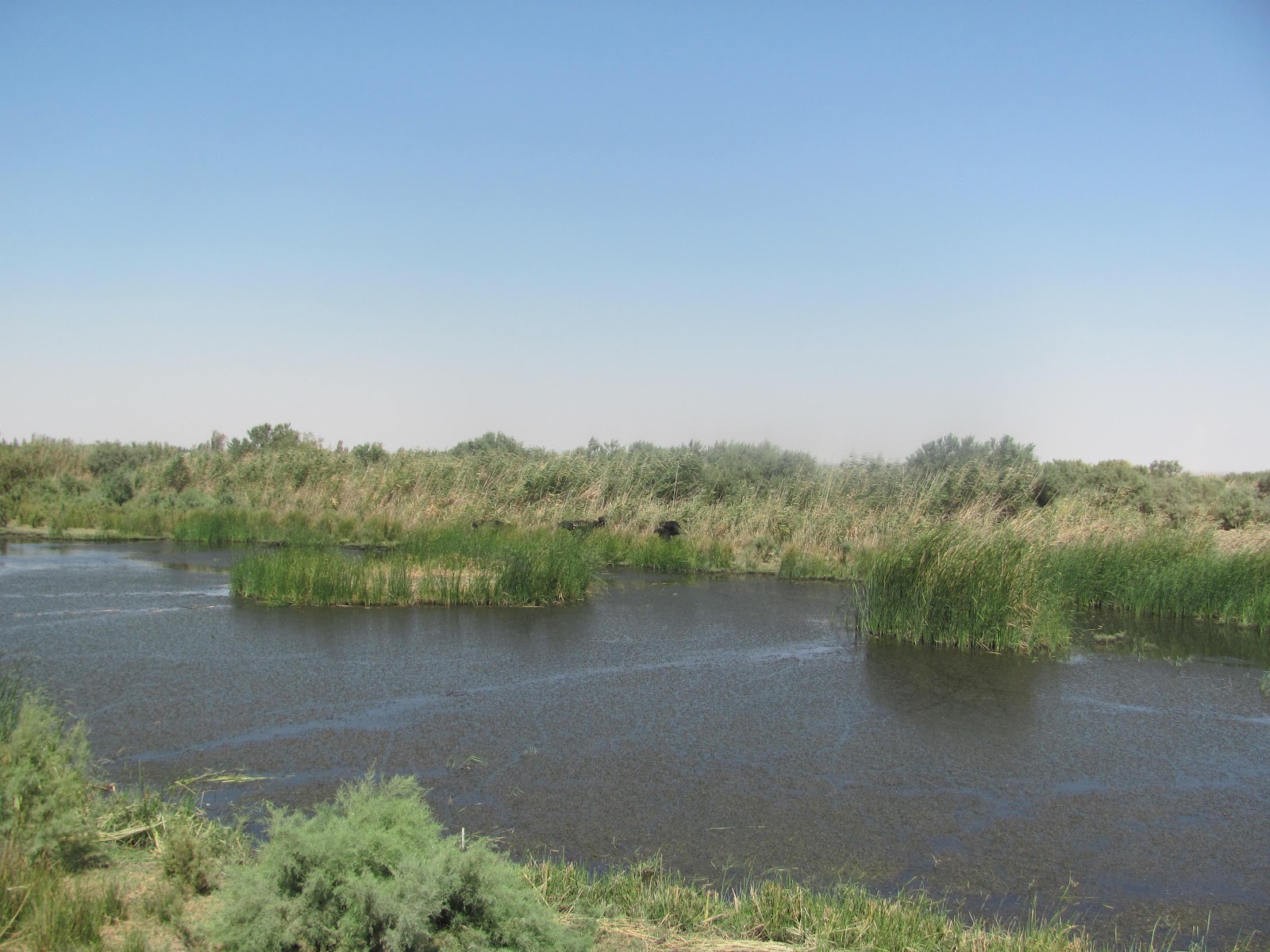 Seattle to Jordan: From Rainforest to Desert: Azraq: A Desert Oasis