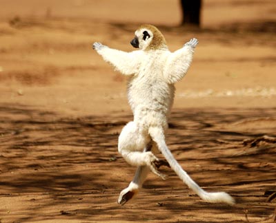 My Temple of Nature: Springing Sifakas
