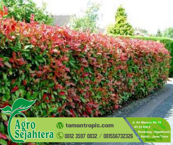 Membentuk Bunga Pucuk Merah