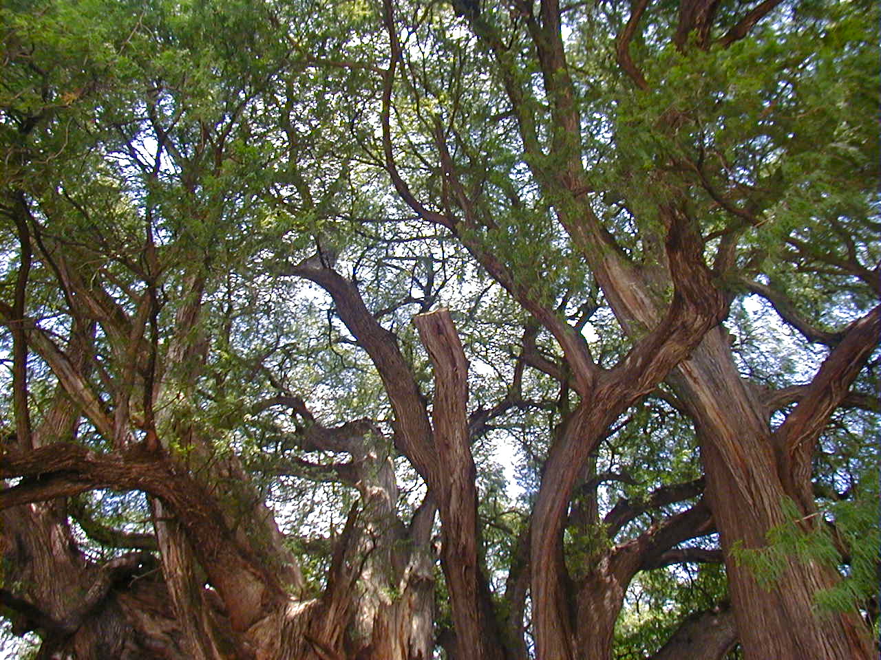 Vivencias: Ahuehuete o Sabino