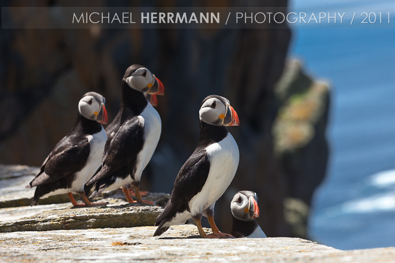 Landscape Photography in Kerry, Ireland: Skellig Birds, part five.