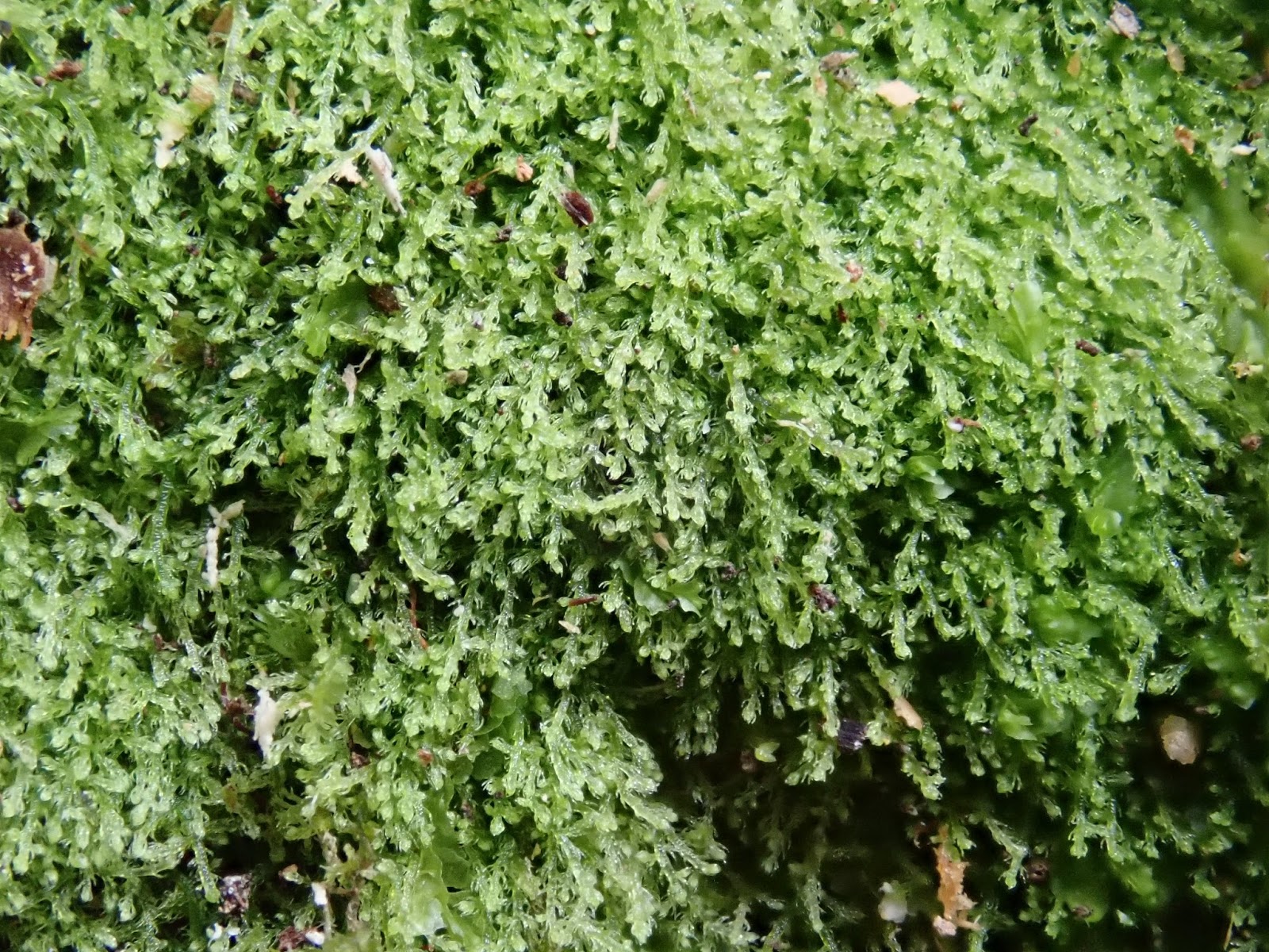 South Wales Bryophytes: Scilly exotics
