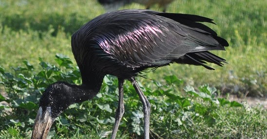 ZOOTOGRAFIANDO (6.100 ANIMALS): CIGUEÑA DE PICO ABIERTO / AFRICAN OPEN ...