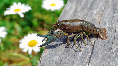 MObugs: Northern Crawdad