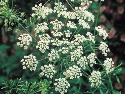 Biljni Cajevi(lekovito bilje,cajne mesavine): Caj od anisa