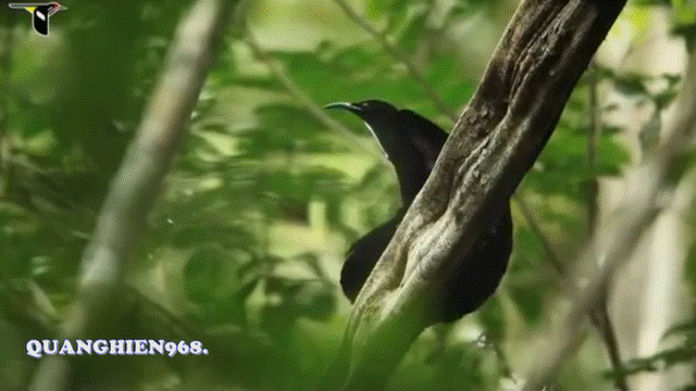 QUANGHIEN968.: ẢNH ĐỘNG CÁC LOÀI CHIM PHẦN 1.