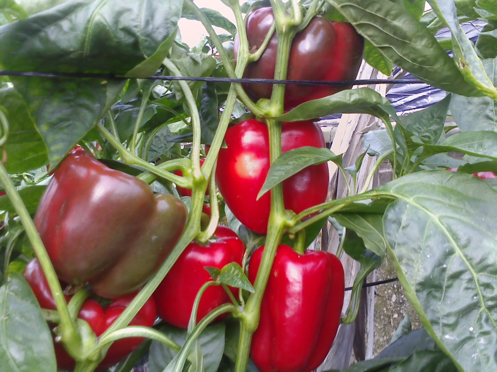 Homo agricola: Pimiento Nirvin