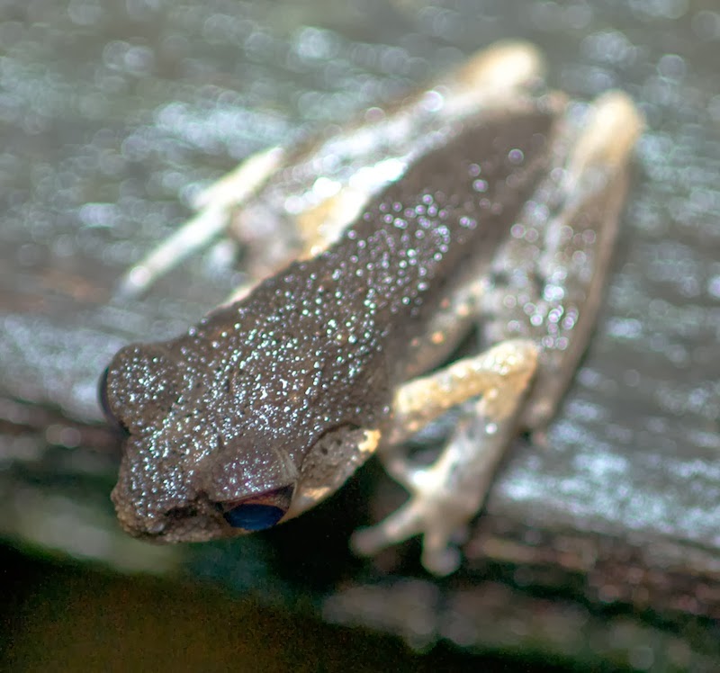 A Wandering Naturalist: Sarawak: Around the Frog Pond